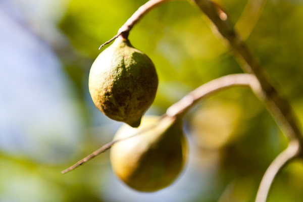 Oahu | Grand Circle Island Audio Driving Tour | Self-Guided Audio Tours